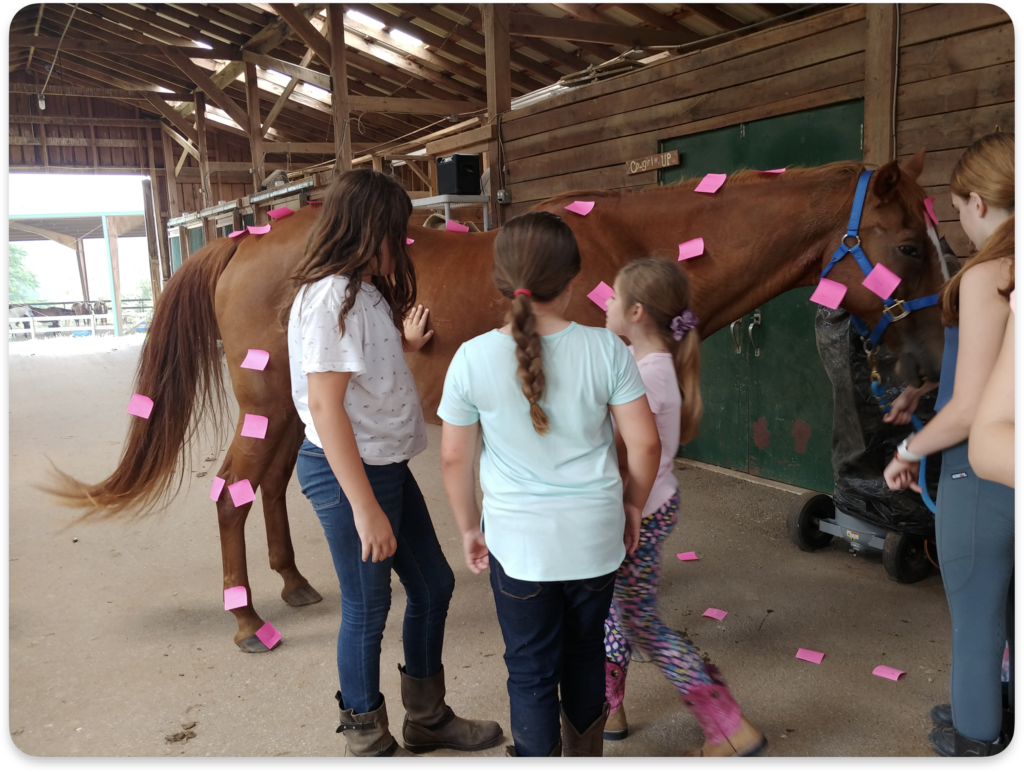 Horsemanship Camp - Blue Point Stables