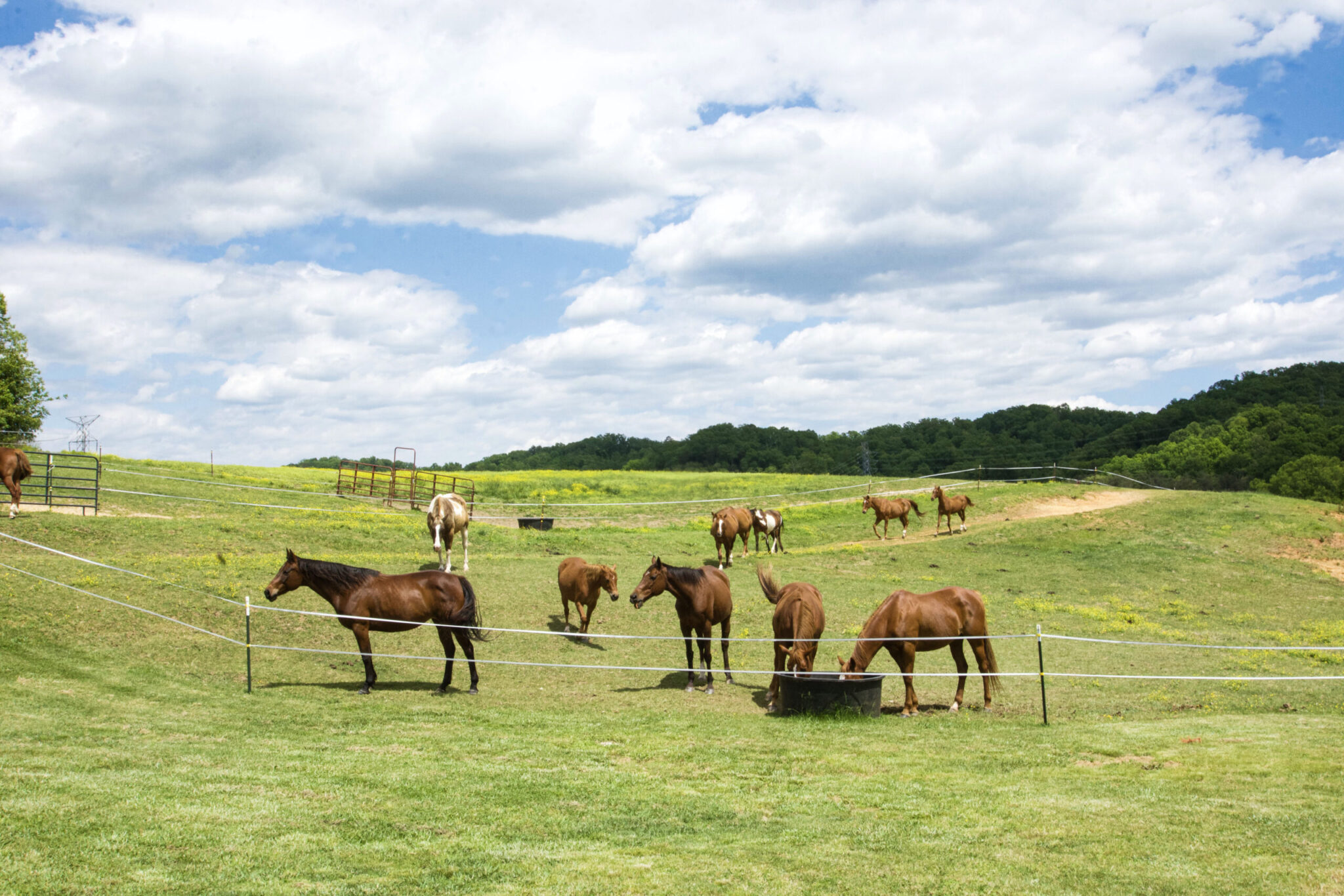 Group Horseback Riding Lessons in Knoxville | Blue Point Stables